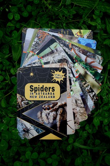 Spiders in Aotearoa New Zealand - What's That?! | Chooice