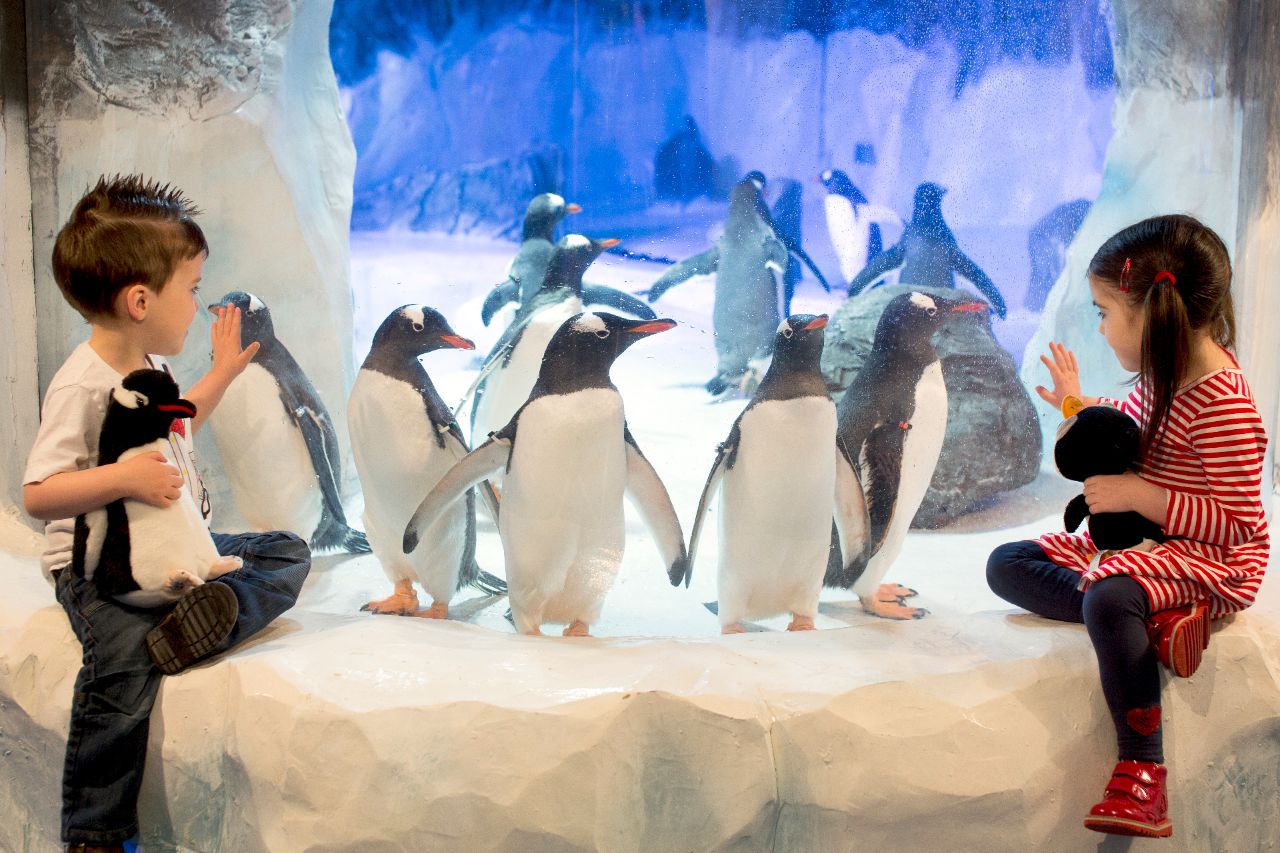 About SEA LIFE Kelly Tarlton's Aquarium | Mall Planet