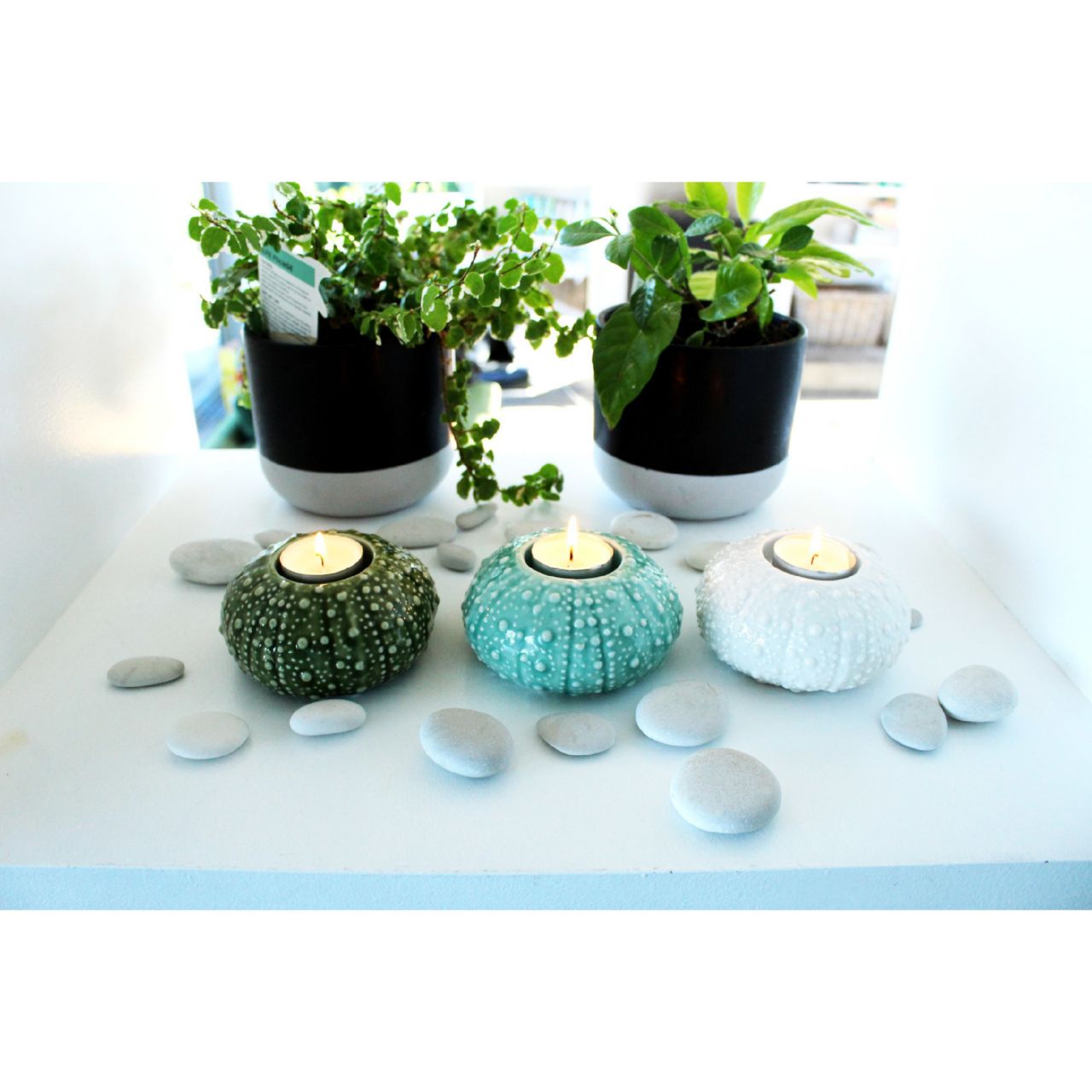 Moana Rd Kina Tea Light - Eco Kiosk | Hawke's Bay Online