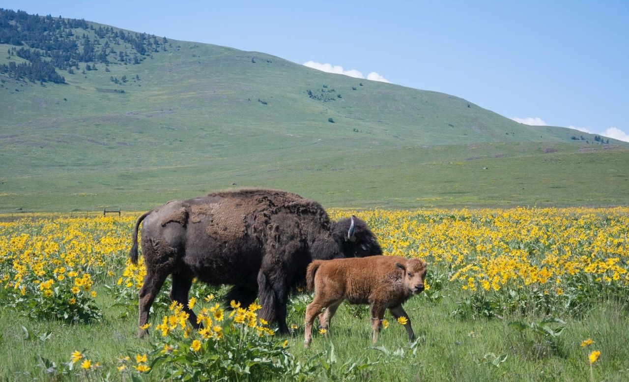 Safari on the National Bison Range! - Big Sky Safaris
