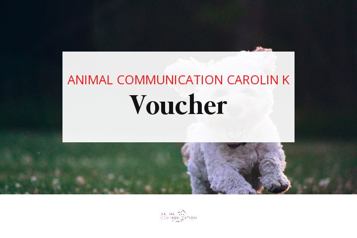 Voucher - Animal Communication - Animal Communication Carolin K