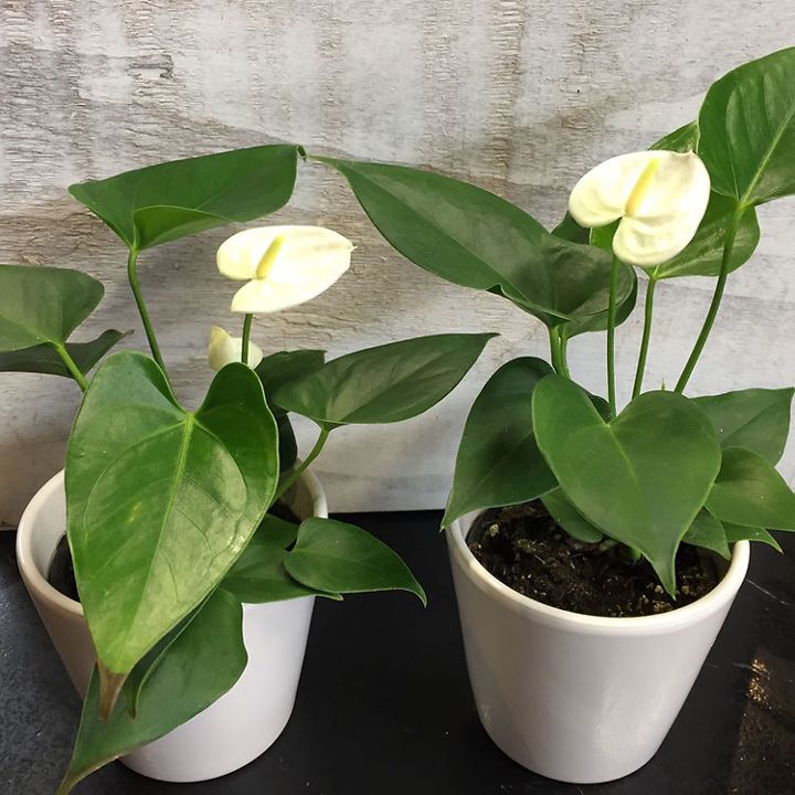 Mini Anthurium - Te Puke Florist | Te Puke Florist