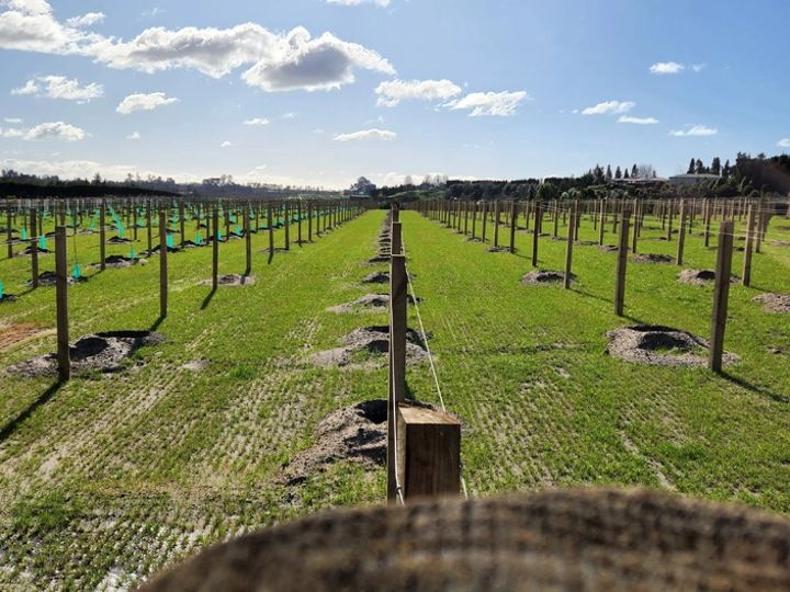 New Orchard Developments | TePuke Online