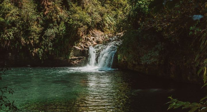 Te Puke Online: Welcome to Te Puke Online