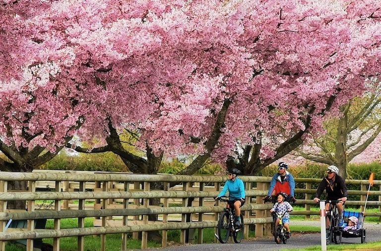 A Springtime Cycling Adventure on the Hauraki Rail Trail
